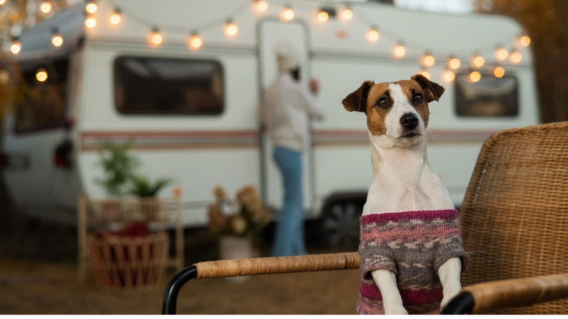 Guide to motorhoming with a dog | Oaktree Motorhomes